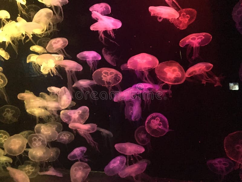 Funny Jellyfish Compiled from Tomato and Onion Stock Image - Image of ...