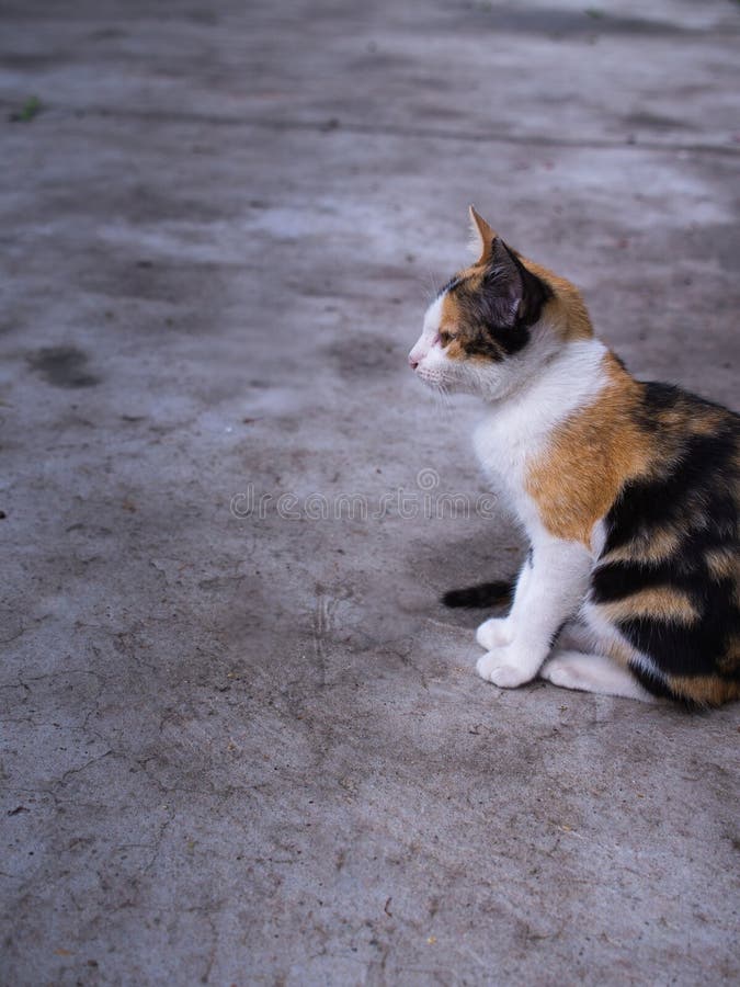 3 Colored Kitten Sitting stock photo. Image of mammal - 93151020