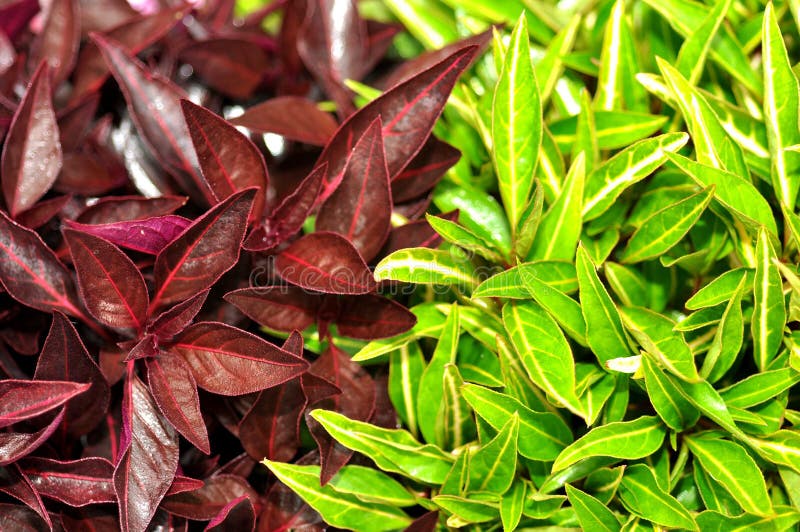 Colored leafs stock image. Image of food, foliage, beauty - 31302815