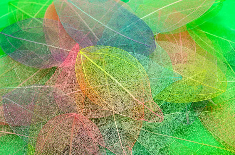 Leaf Texture Pattern. Macro Leaves Background Texture. Floral Design ...