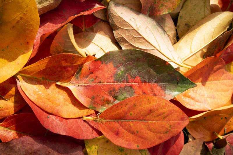 The Colored Leaves of the Persimmon Stock Photo - Image of yellow ...