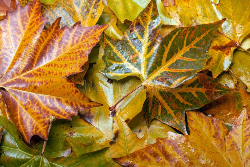 Colored leaves of sycamore stock image. Image of acerifolia - 34768967