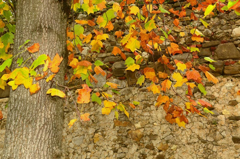 Colored Leaves on Tree in October in a Park Stock Image - Image of ...