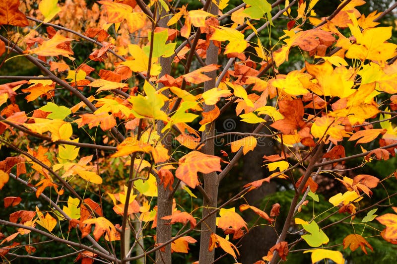 Colored Leaves on Tree in October in a Park Stock Image - Image of ...