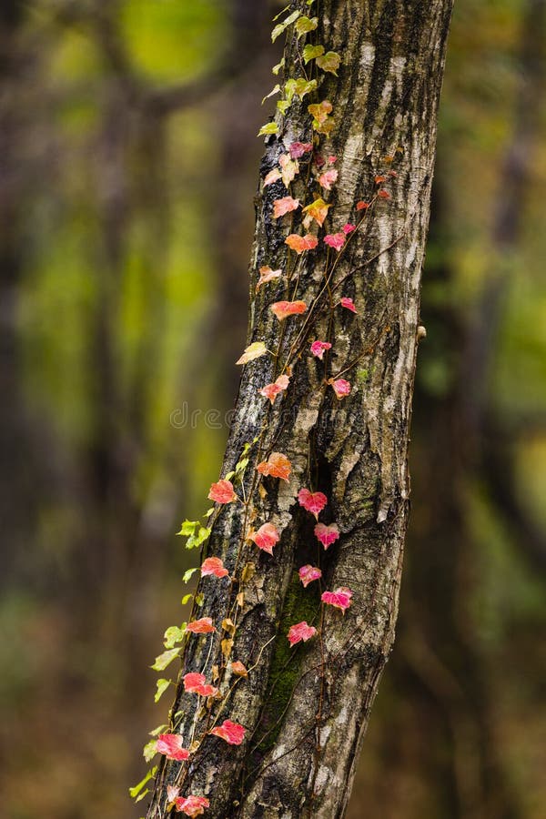 Colored leaves on a tree stock image. Image of national - 61965947