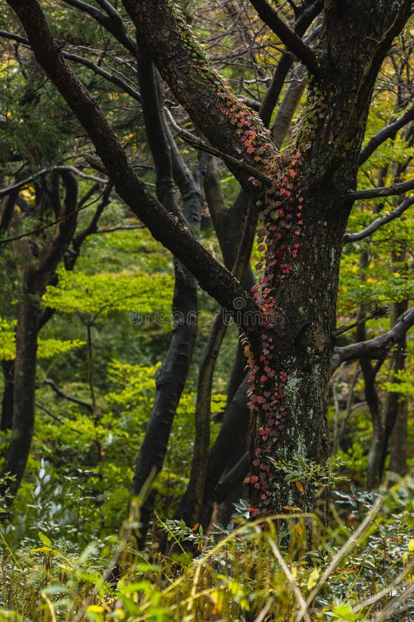 Colored leaves on a tree stock image. Image of tree, hallasan - 61965921