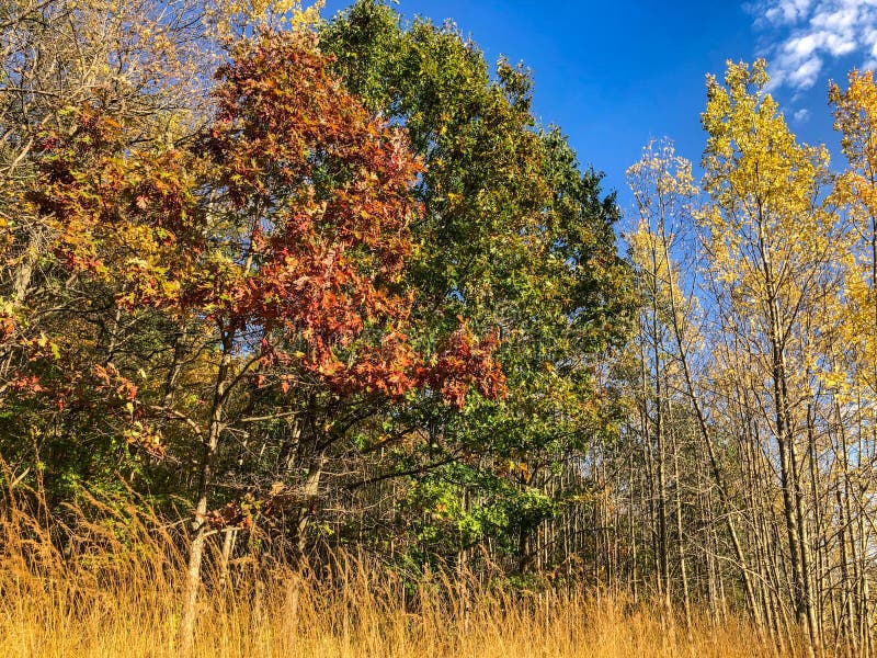 Colored Leaves on Trees in Fall Stock Photo - Image of county, fall ...