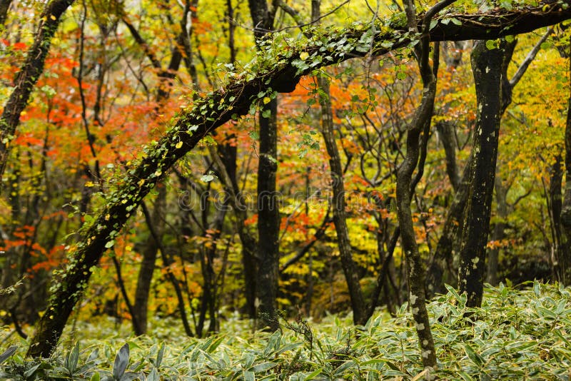 Colored leaves on trees stock photo. Image of setting - 61965960