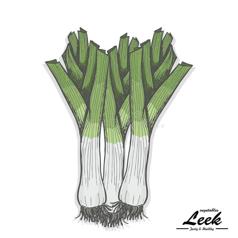 Leek Stock Illustrations – 4,189 Leek Stock Illustrations, Vectors ...