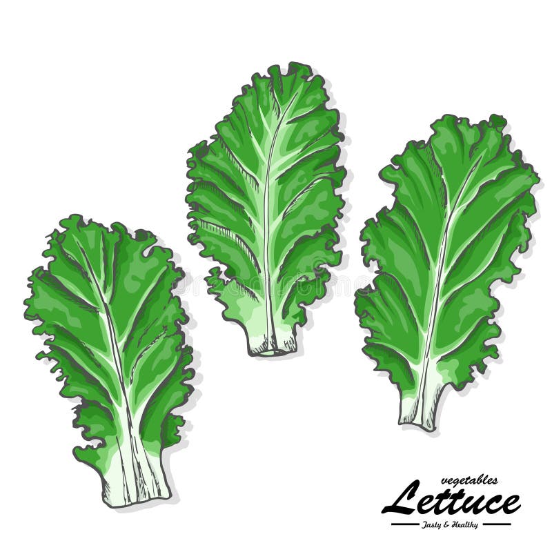 Lettuce Sketch Stock Illustrations – 5,005 Lettuce Sketch Stock ...