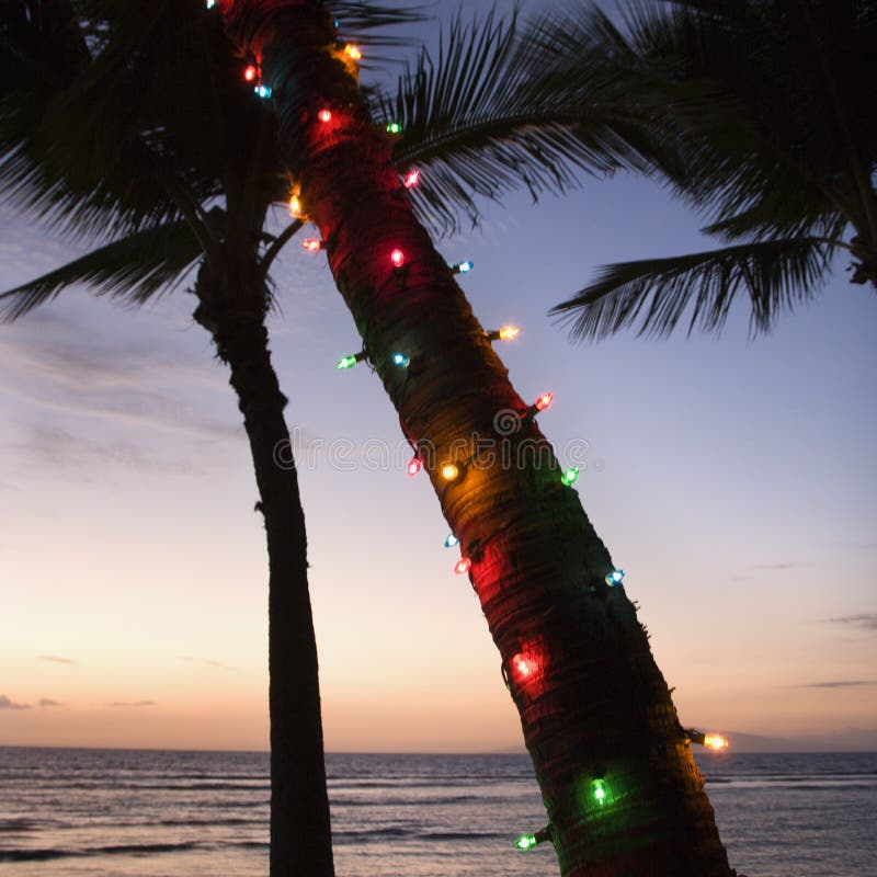 Colored Lights on Palm Tree. Stock Image - Image of decorative, ocean ...