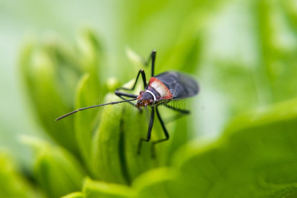 Colored Lygaeidae Insect on a Leaf Stock Image - Image of black, macro ...