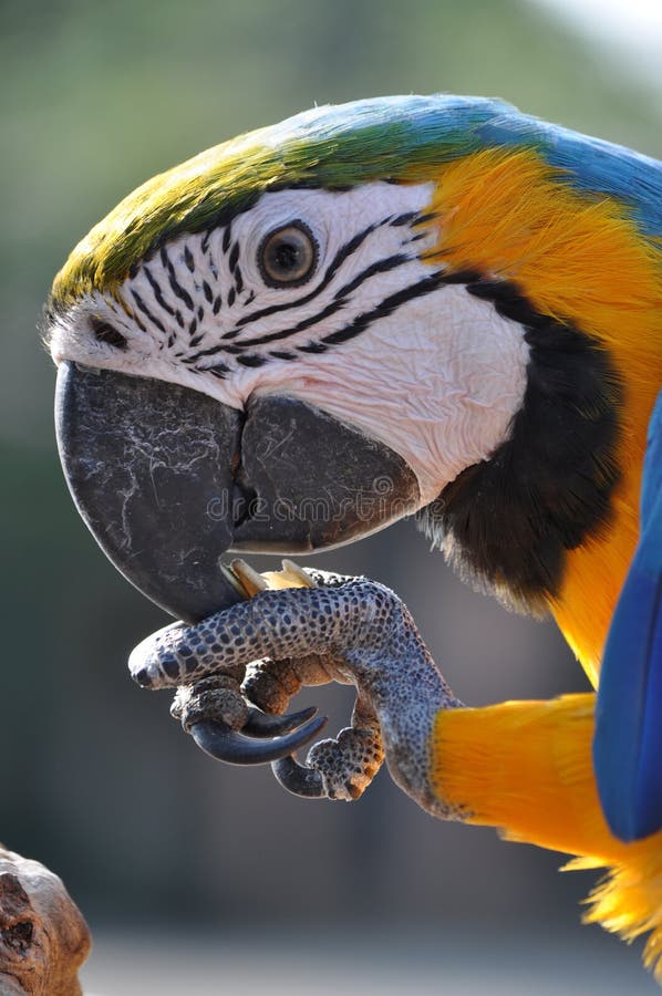 Colored macaw parrot stock photo. Image of macaw, gold - 81649898
