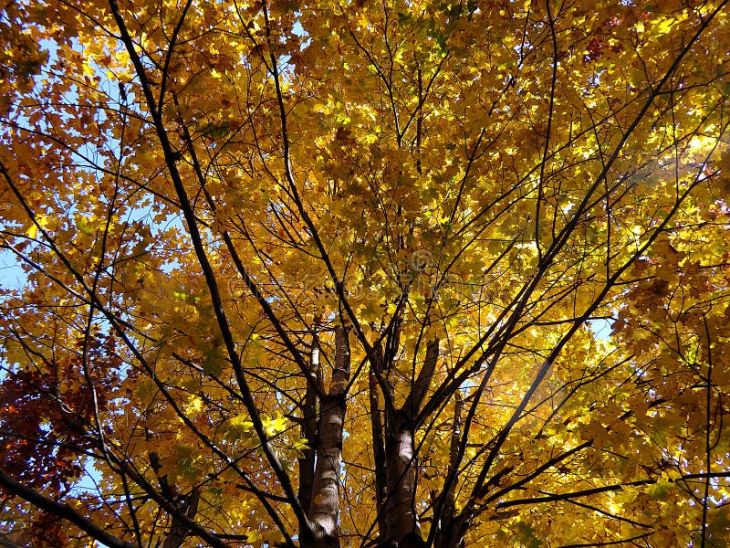 Colored maple leaf stock image. Image of fall, closeup - 103187543