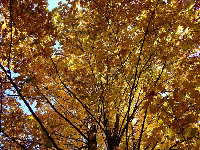 Colored maple leaf stock photo. Image of colorful, environment - 102156798