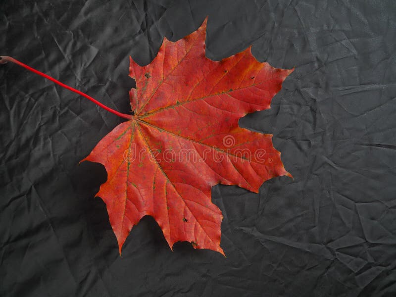 Colored Maple Leaves on a Dark Background. Stock Image - Image of ...