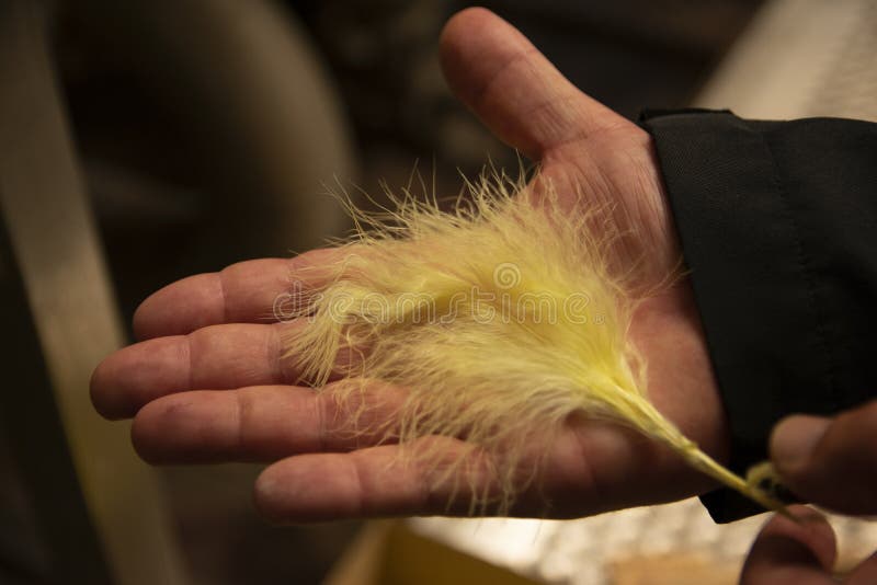 Colored Marabou Feather. Yellow Feather on Hand Stock Image - Image of ...