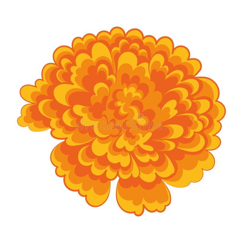 Colored Marigold Flower Vector Stock Vector - Illustration of vector ...