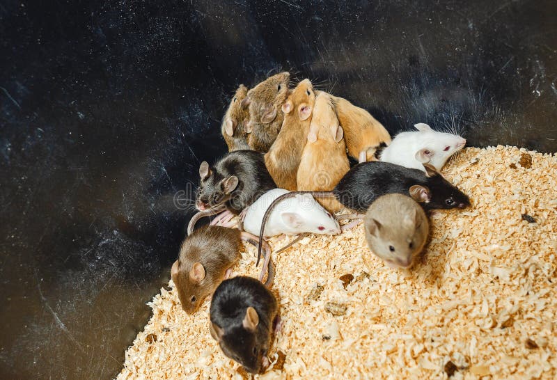 Colored Mice on Sawdust in a Cage. Breeding Mice Stock Photo - Image of ...