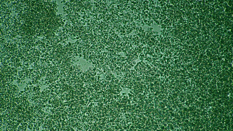 Microcosmic Background of the Simplest Microorganisms Under the ...