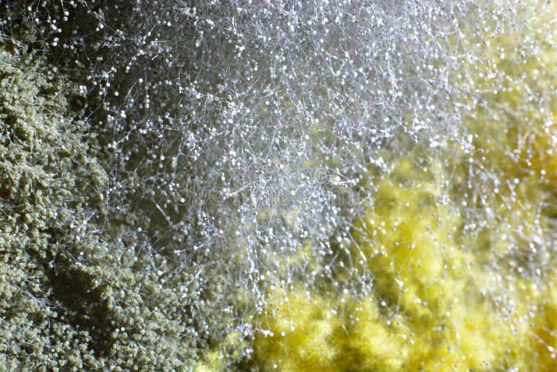 Colored Mildew on Bread. Mold Spores, Macro with Backlight Stock Photo ...