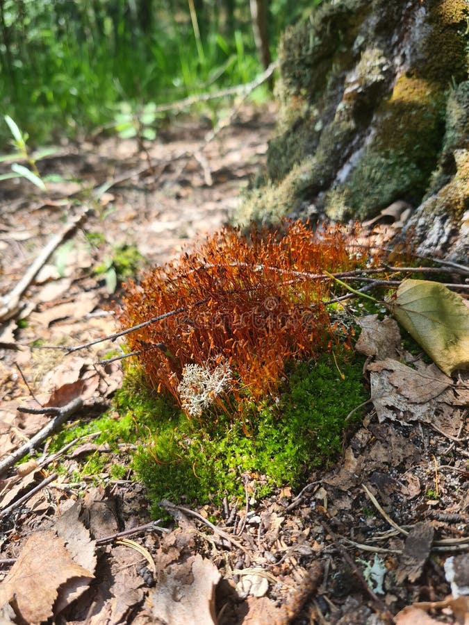 Colored Moss in Dry Foliage - a Bright Spot in a Forest Clearing Stock ...