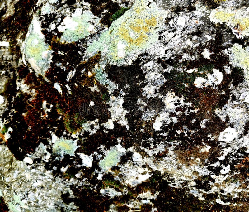 Colored Moss on Stone Natural Abstract Background Stock Photo - Image of natural, frost: 392274336