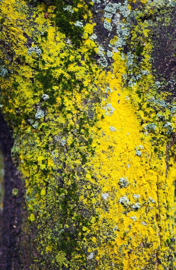 Colored moss on tree stock photo. Image of wood, outdoor - 28771496