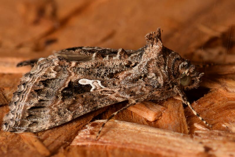 Colored moth resting stock photo. Image of punk, shot - 60942116