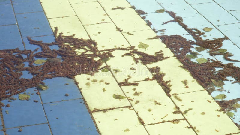 Colored mud pool in park stock video. Video of concept - 196485099