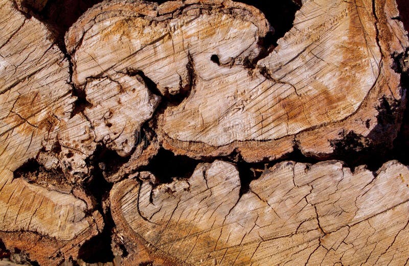 Colored oak section stock image. Image of natural, highlights - 98271039