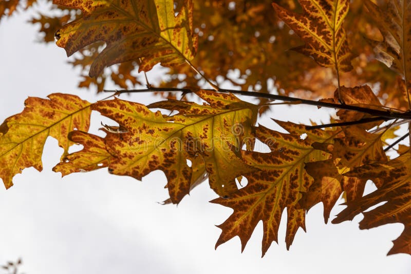 Colored Oak Tree Foliage in the Autumn Season Stock Photo - Image of ...