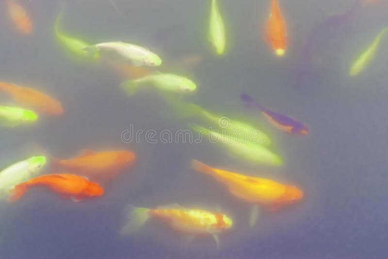 Colored Ornamental Fish Swim in an Artificial Pond. Stock Image - Image ...