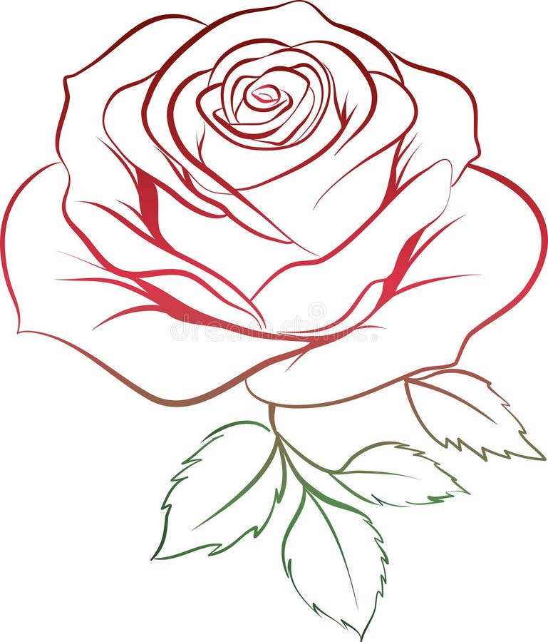 Colored Outline Vector Rose Stock Vector - Illustration of leaf ...