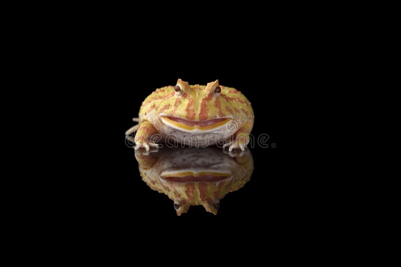 Colored Pac Man Frog Isolated on Black Background Stock Image - Image ...