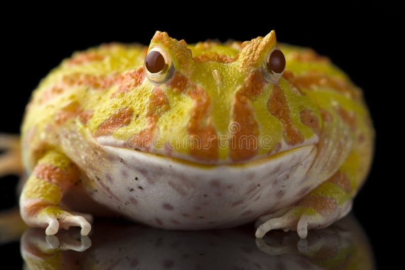 Colored Pac Man Frog Isolated on Black Background Stock Image - Image ...
