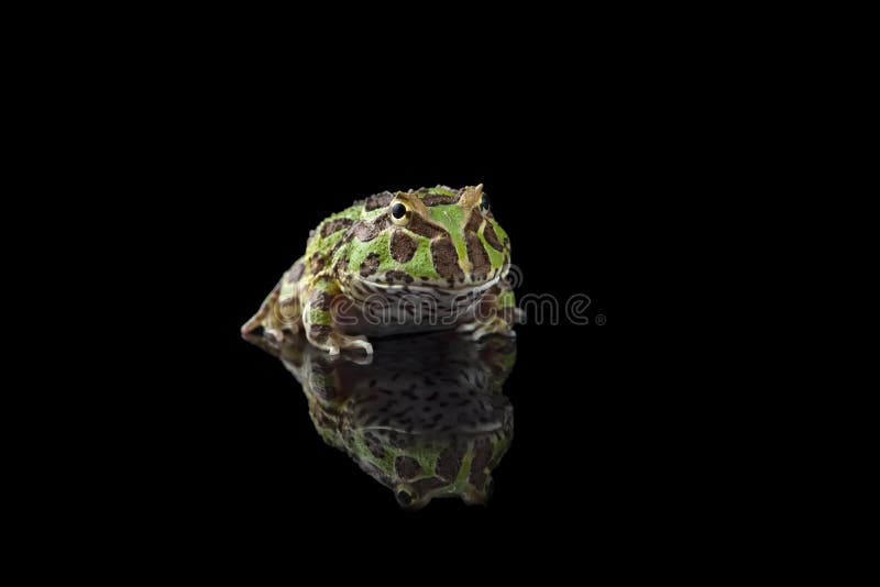 Colored Pac Man Frog Isolated on Black Background Stock Photo - Image ...