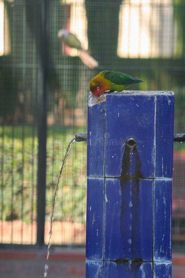 Colored Parrot at the Drinking Bowl Stock Photo - Image of green ...