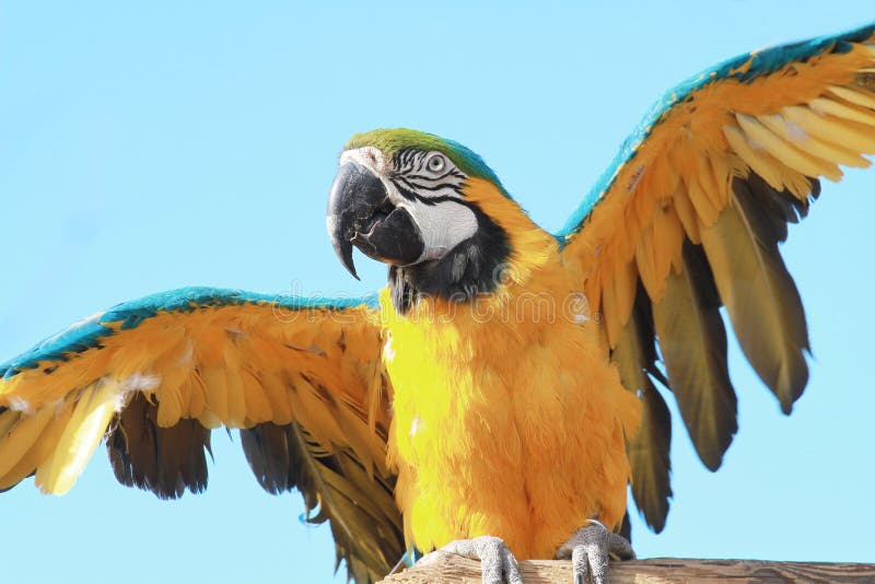 Colored parrots stock image. Image of avian, aviary, lory - 13120023