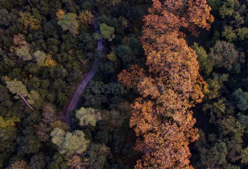 Colored Path of Autumn Trees Stock Image - Image of beautiful ...