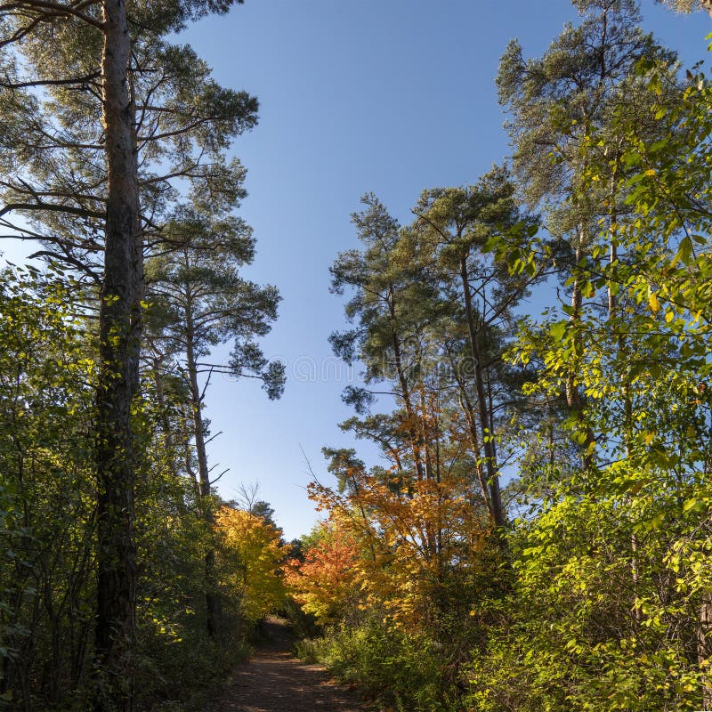 A Colored Path Runs through a Pine Forest Stock Photo - Image of trail ...