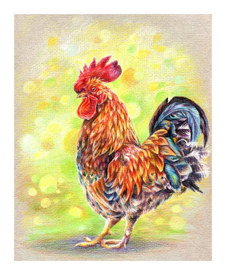 Colored Pencils Sketch of Rooster Stock Photo - Image of beauty ...