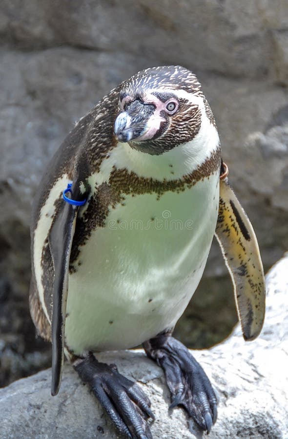 Colored penguin stock image. Image of arctic, penguin - 38099825