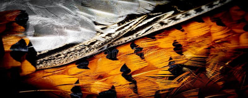 Colored Pheasant Feathers with a Visible Texture. Background Stock ...