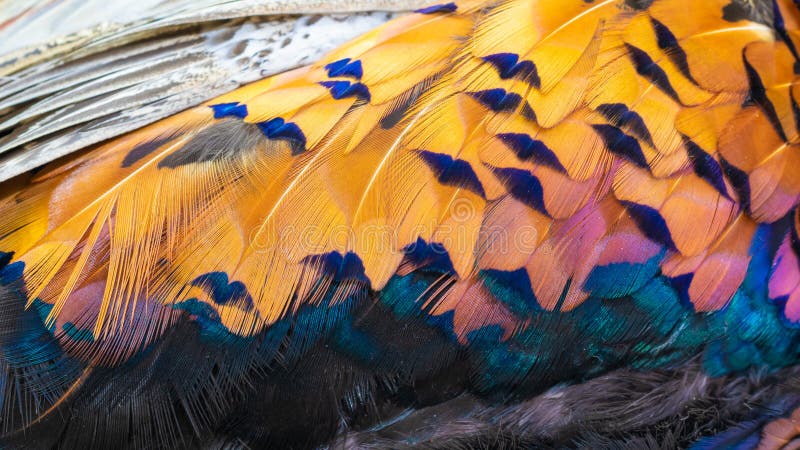 Colored Pheasant Feathers with a Visible Texture. Background Stock ...