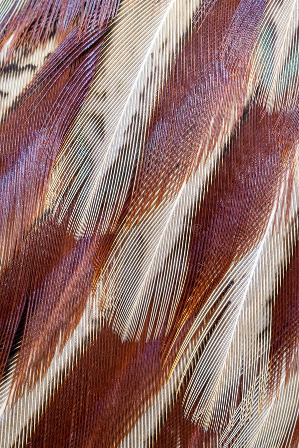 Colored Pheasant Feathers with a Visible Texture. Background Stock ...