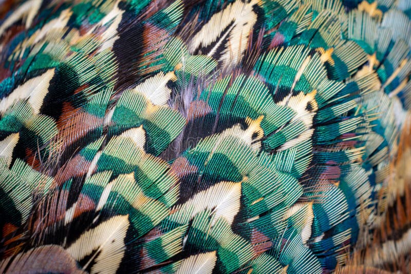 Colored Pheasant Feathers with a Visible Texture. Background Stock ...
