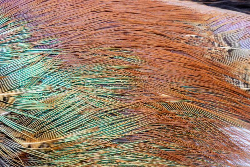Colored Pheasant Feathers with a Visible Texture. Background Stock ...