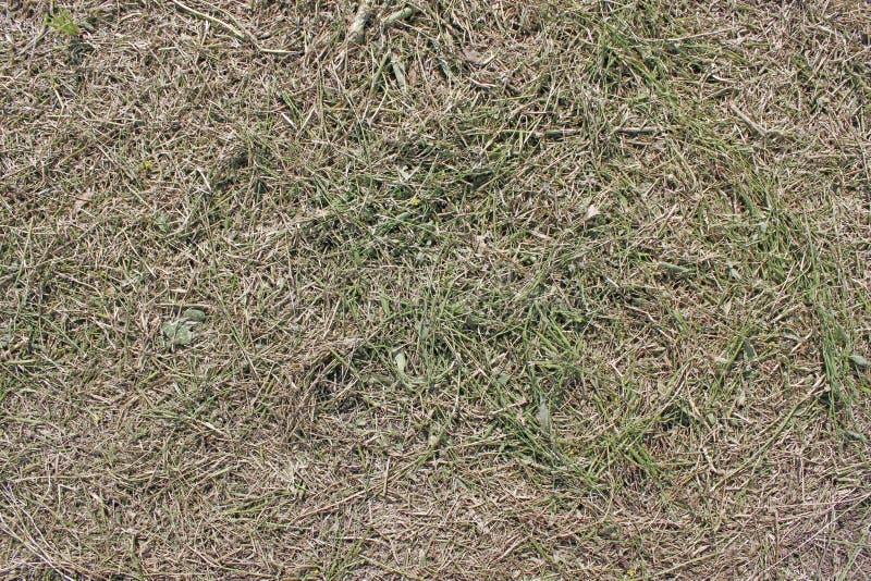 Colored Photo of Mown Grass Stock Photo - Image of barn, detail: 150026552