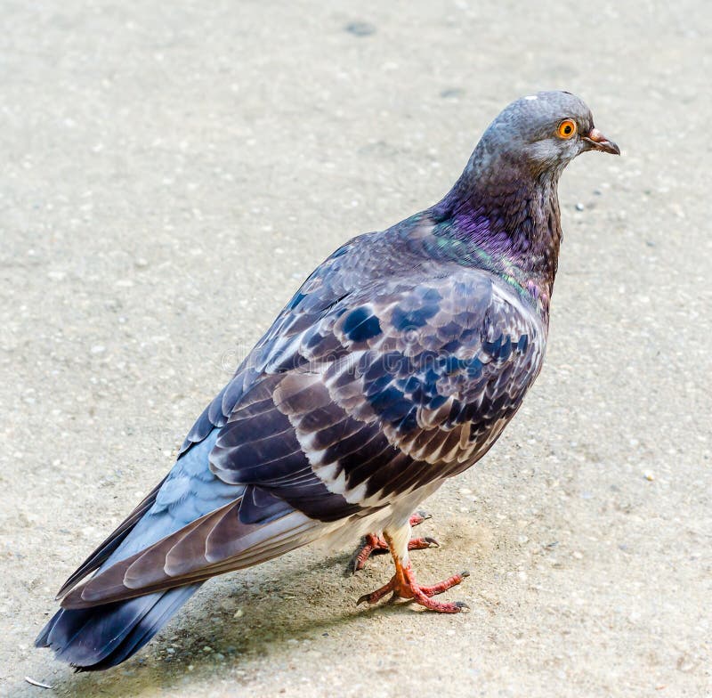Colored Pigeon with Red Eye Stock Photo - Image of nature, spanish ...